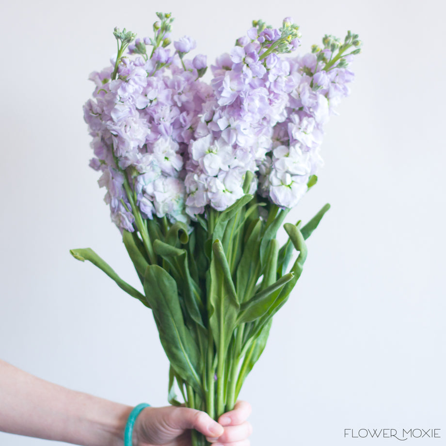 Stock Flowers | Bulk Fresh Wedding Flowers Online – Flower Moxie