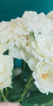 White and Cream Spray Roses | Bulk Wedding Flowers - Flower Moxie