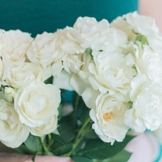 White and Cream Spray Roses | Bulk Wedding Flowers - Flower Moxie