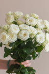 White and Cream Spray Roses | Bulk Wedding Flowers - Flower Moxie