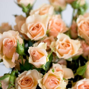 Peach Spray Rose Flower | DIY Wedding Flowers | Flower Moxie