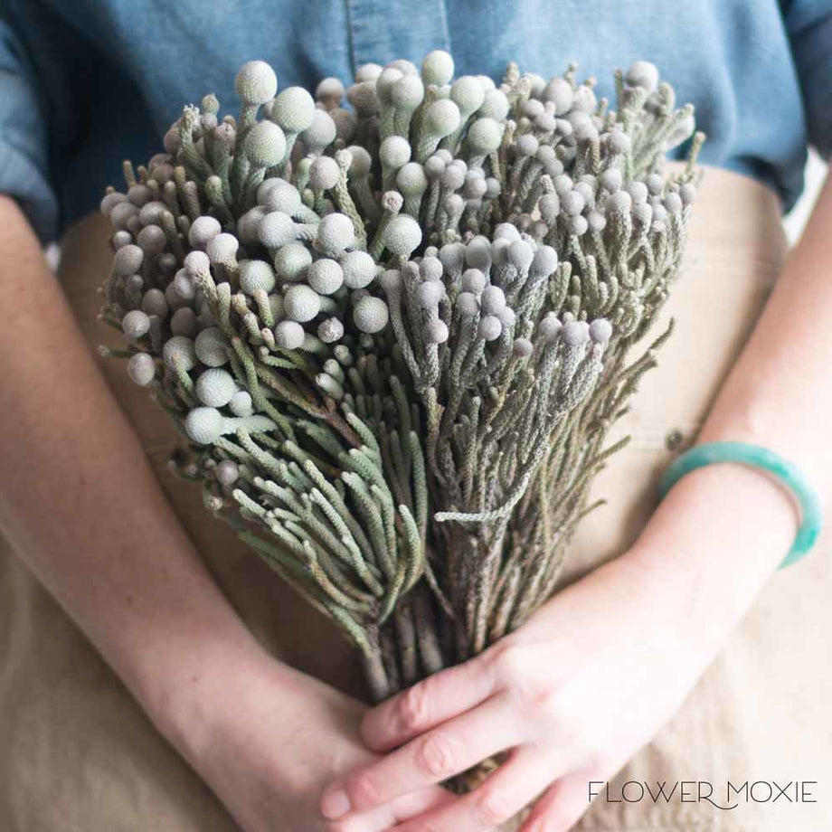 Bulk Grey Flowers Wedding Flowers – Flower Moxie