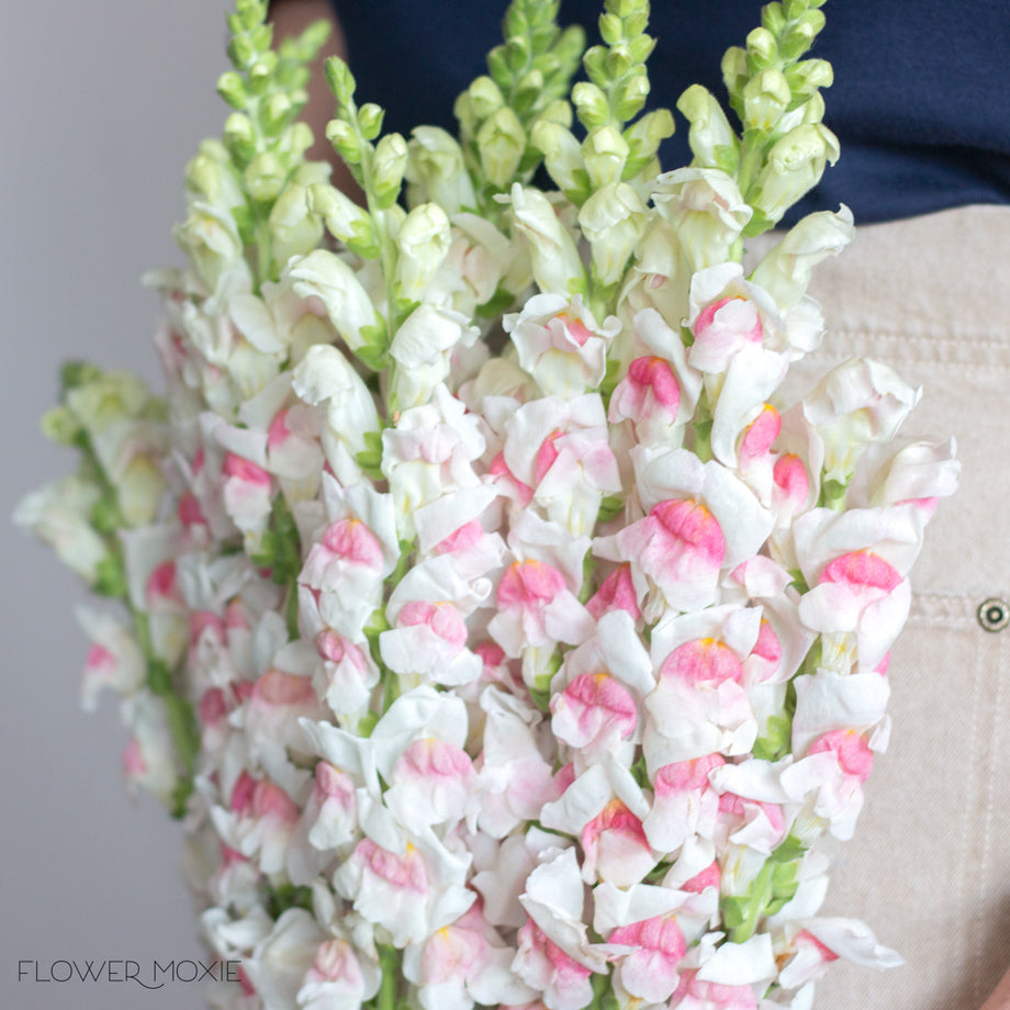 Snapdragons Wedding Flowers | DIY Wedding Flowers | Flower Moxie