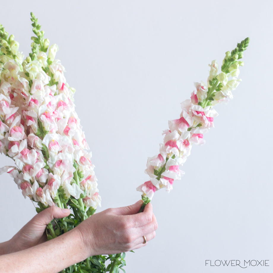 Snapdragons Wedding Flowers | DIY Wedding Flowers | Flower Moxie