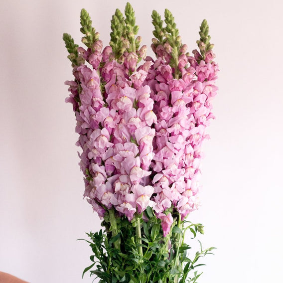 Snapdragons Wedding Flowers | DIY Wedding Flowers | Flower Moxie