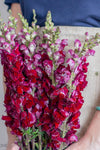 Burgundy Snapdragons | DIY Wedding Flowers | Flower Moxie