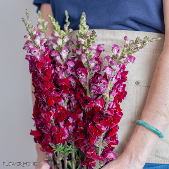 Burgundy Snapdragons | DIY Wedding Flowers | Flower Moxie