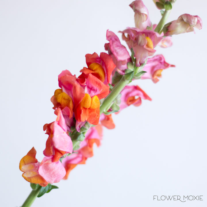 Sorbet Snapdragons | DIY Wedding Flowers | Flower Moxie