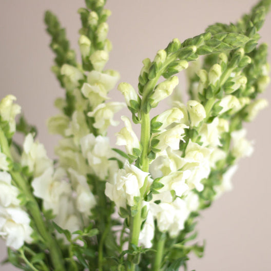 Snapdragons Wedding Flowers | DIY Wedding Flowers | Flower Moxie