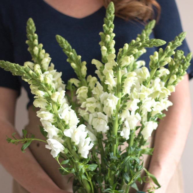 Snapdragons Wedding Flowers | DIY Wedding Flowers | Flower Moxie