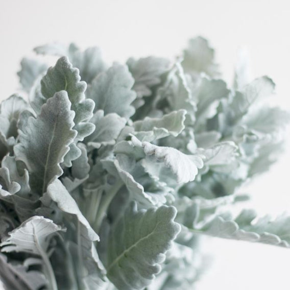 Light Wedding Greenery Bulk | DIY Wedding Flowers | Flower Moxie