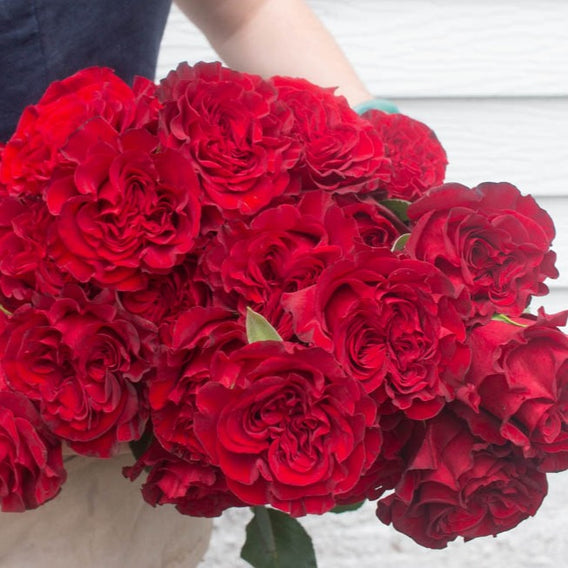 Bulk Standard Roses | Bulk DIY Wedding Flowers | Flower Moxie