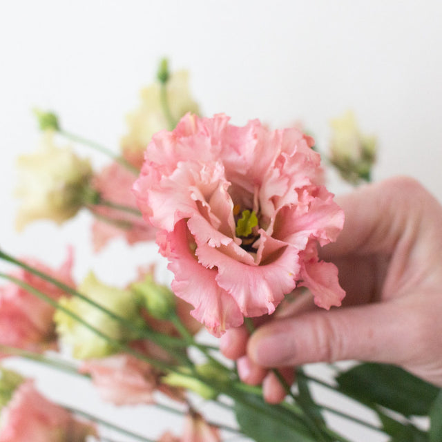 Pink Flowers | Bulk Fresh Flowers for DIY Brides | Flower Moxie