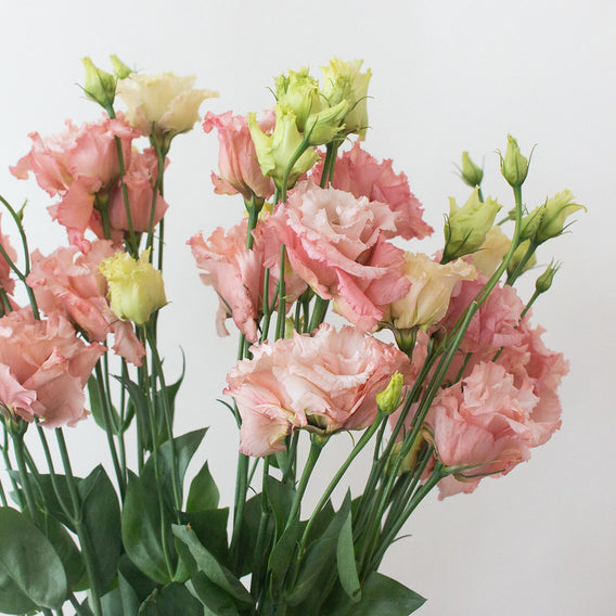 Pink Flowers | Bulk Fresh Flowers for DIY Brides | Flower Moxie