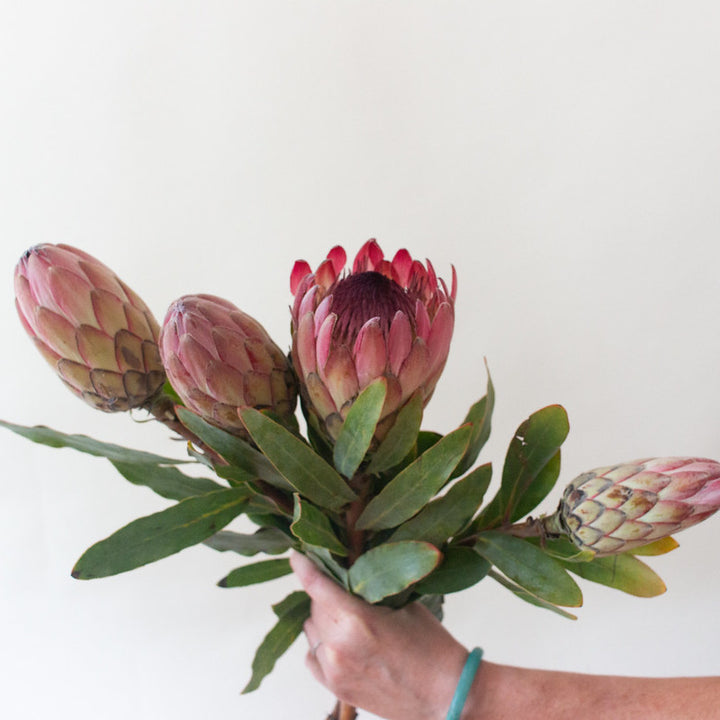 Pink Ice Queen Protea | DIY Wedding Flowers | Flower Moxie