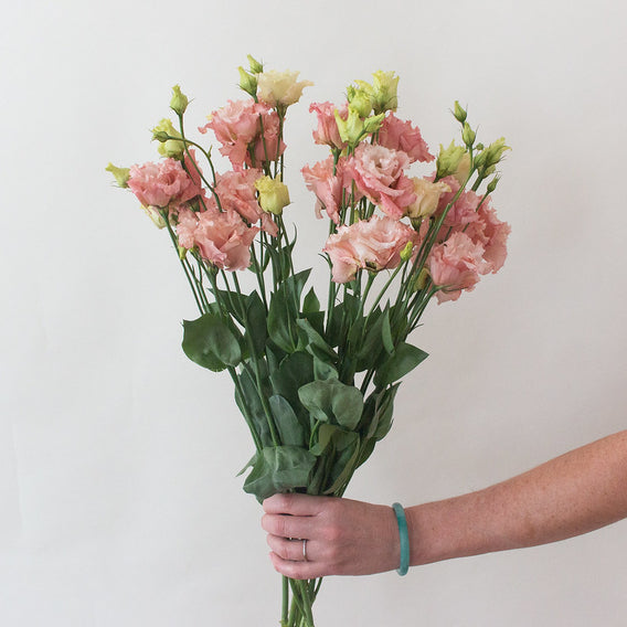 Pink Flowers | Bulk Fresh Flowers for DIY Brides | Flower Moxie
