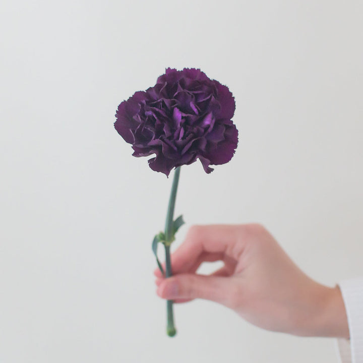 Deep Purple Moonvista Carnation Flowers | Flower Moxie DIY