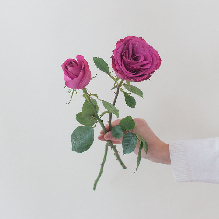 Purple Blueberry Roses | Fresh DIY Wedding Flowers | Flower Moxie