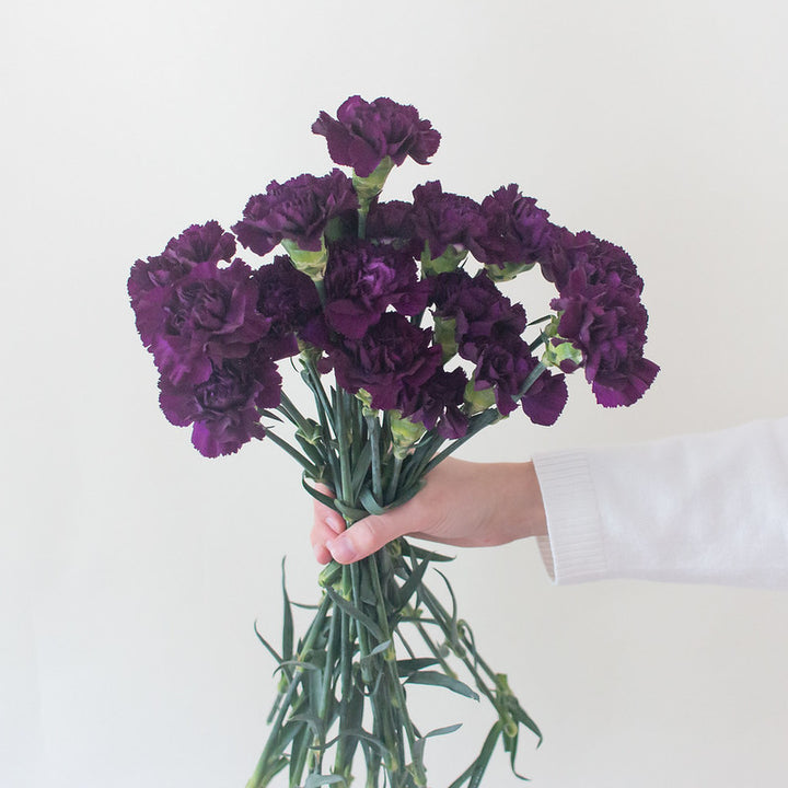Deep Purple Moonvista Carnation Flowers | Flower Moxie DIY