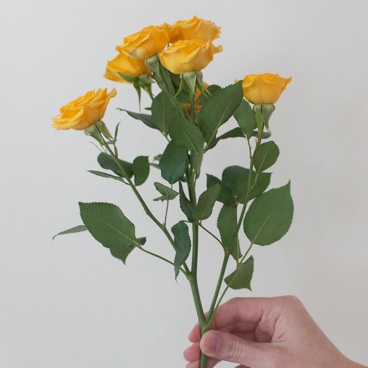 Yellow Spray Rose Flower | DIY Wedding Flowers | Flower Moxie