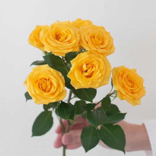 Yellow Spray Rose Flower | DIY Wedding Flowers | Flower Moxie