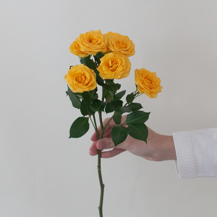 Yellow Spray Rose Flower | DIY Wedding Flowers | Flower Moxie