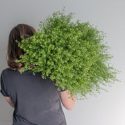 Pennycress Greenery | DIY Wedding Flowers | Flower Moxie