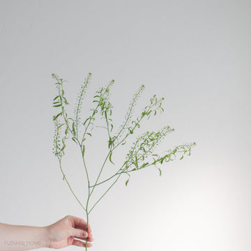 Pennycress Greenery | DIY Wedding Flowers | Flower Moxie