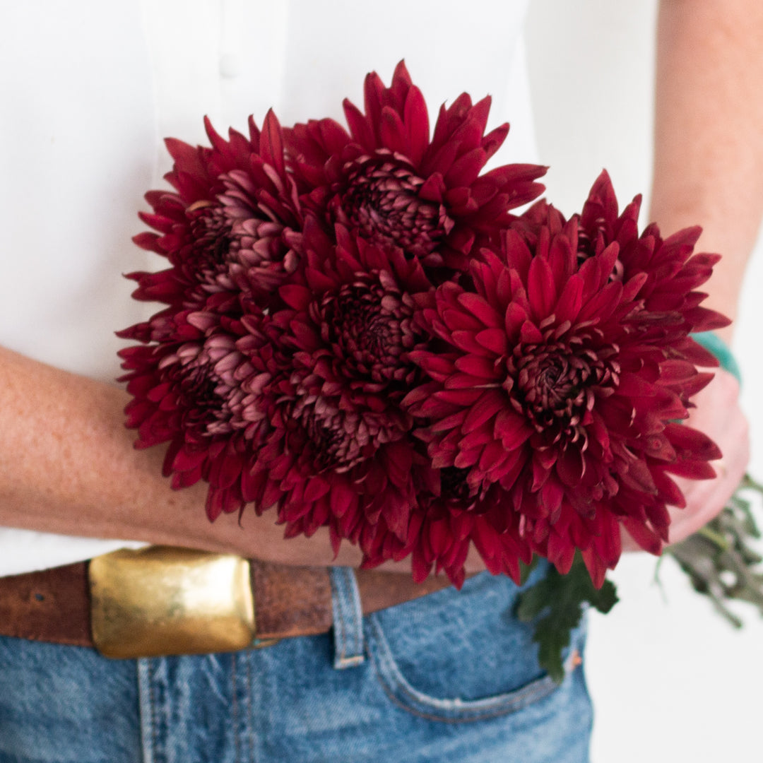 Red Cremone Flower | DIY Wedding Flowers | Flower Moxie