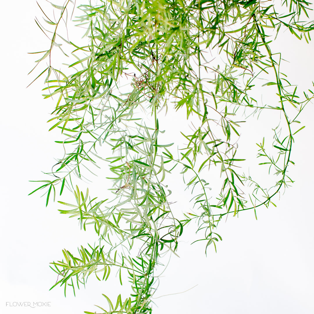Sprengeri Fern Greenery | Flower Moxie | DIY Wedding Flowers
