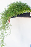 Sprengeri Fern Greenery | Flower Moxie | DIY Wedding Flowers