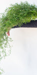 Sprengeri Fern Greenery | Flower Moxie | DIY Wedding Flowers