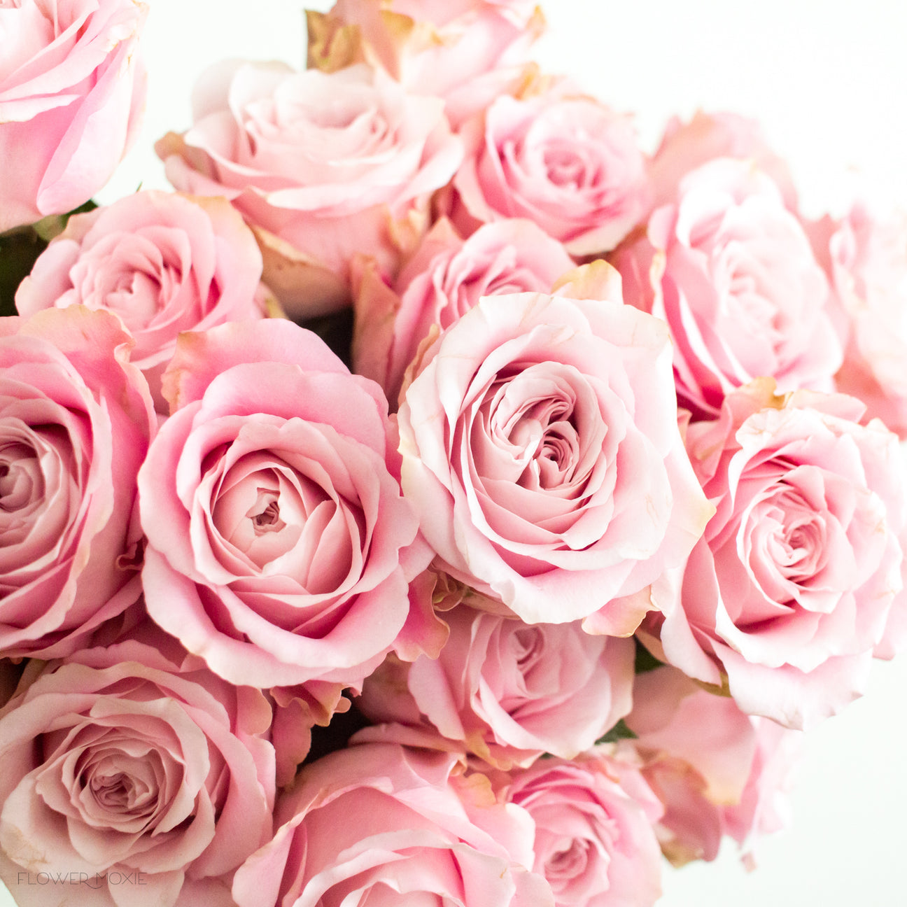 Pink Sweet for Love Roses | Fresh DIY Wedding Flowers | Flower Moxie