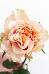 Peach Phoenix Roses | Fresh DIY Wedding Flowers | Flower Moxie