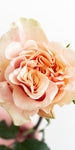Peach Phoenix Roses | Fresh DIY Wedding Flowers | Flower Moxie