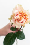 Peach Phoenix Roses | Fresh DIY Wedding Flowers | Flower Moxie