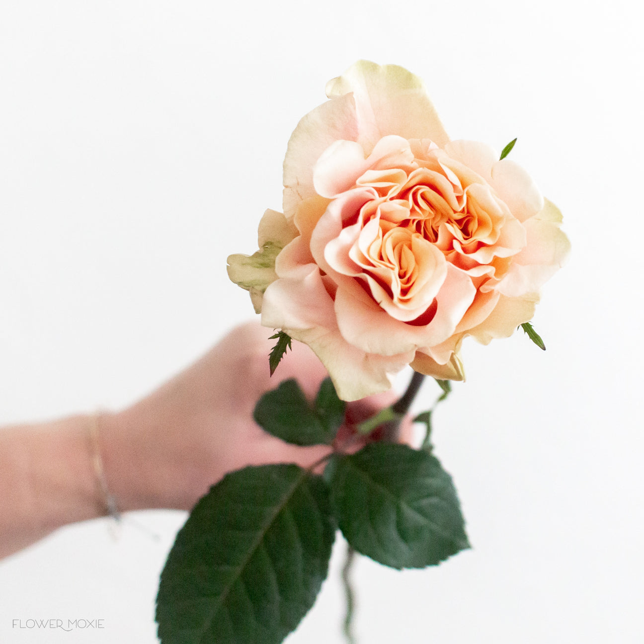 Peach Phoenix Roses | Fresh DIY Wedding Flowers | Flower Moxie