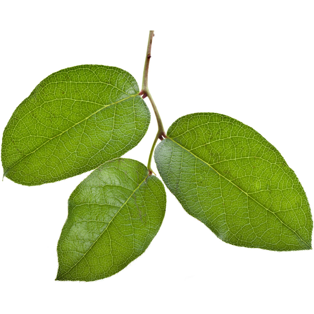 Salal Tips Greenery | DIY Wedding Flowers | Flower Moxie