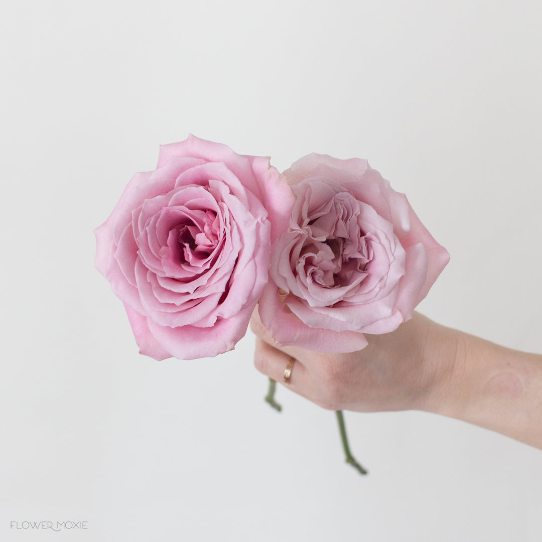 Faith Mauve Roses | Bulk Fresh DIY Wedding Flowers | Flower Moxie