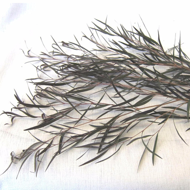 Agonis Greenery | DIY Wedding Flowers | Flower Moxie