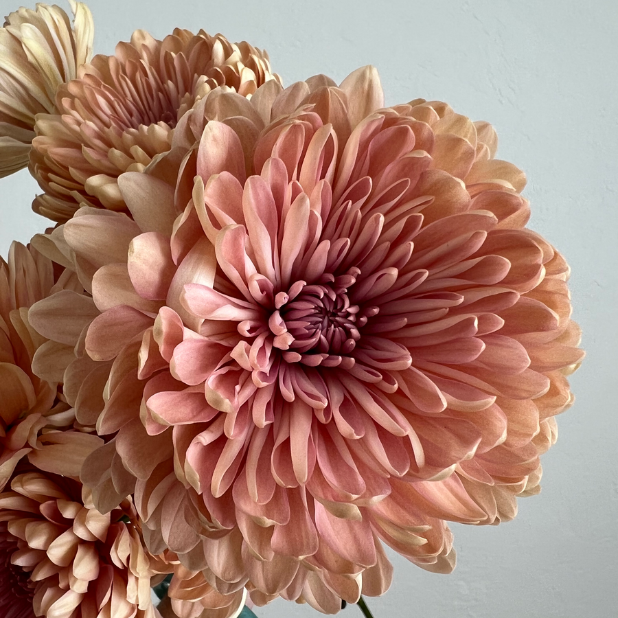 Peach Lynette Cremone Flower | DIY Wedding Flowers | Flower Moxie
