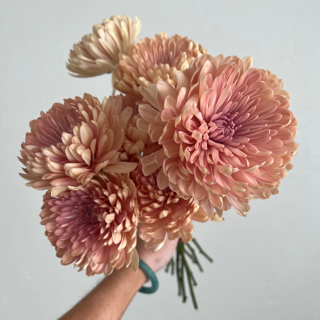 Peach Lynette Cremone Flower | DIY Wedding Flowers | Flower Moxie