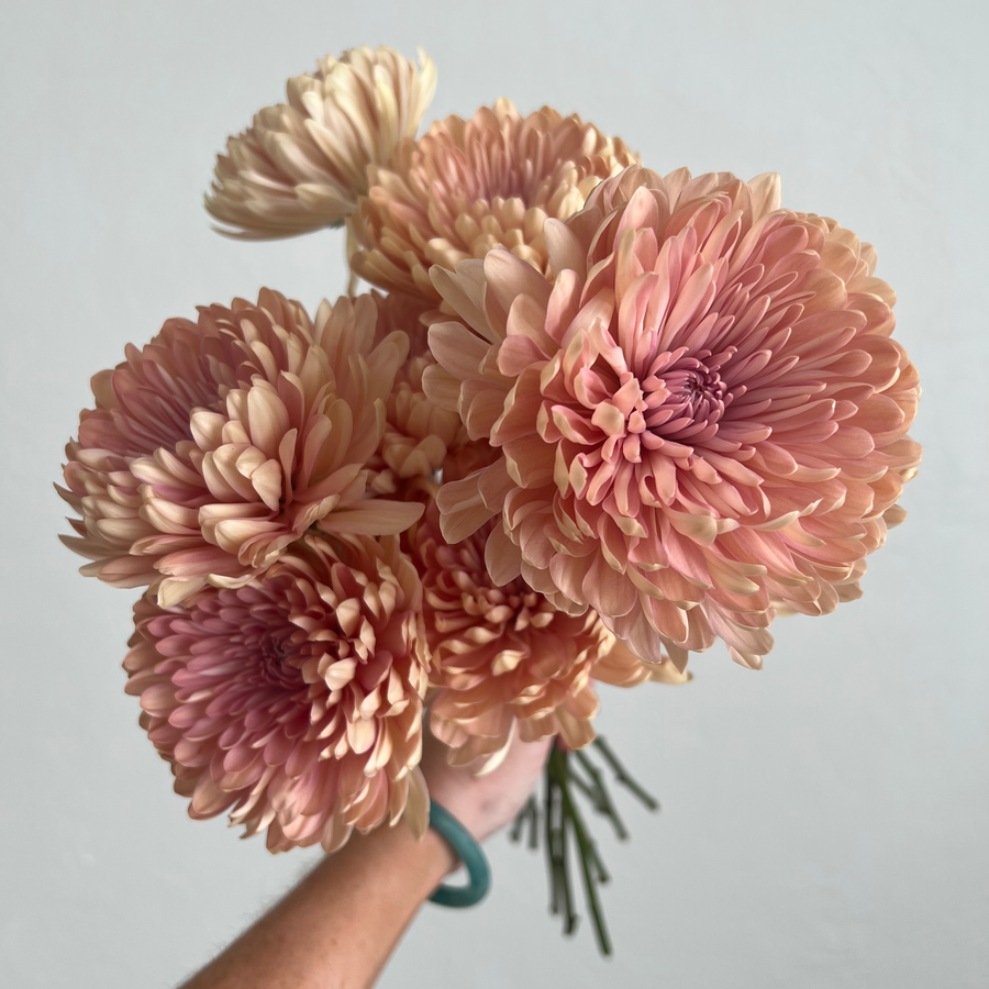 Peach Lynette Cremone Flower | DIY Wedding Flowers | Flower Moxie
