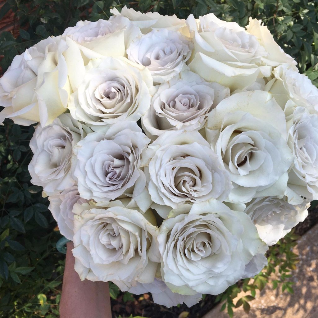 Early Grey Roses | Bulk Fresh DIY Wedding Flowers | Flower Moxie