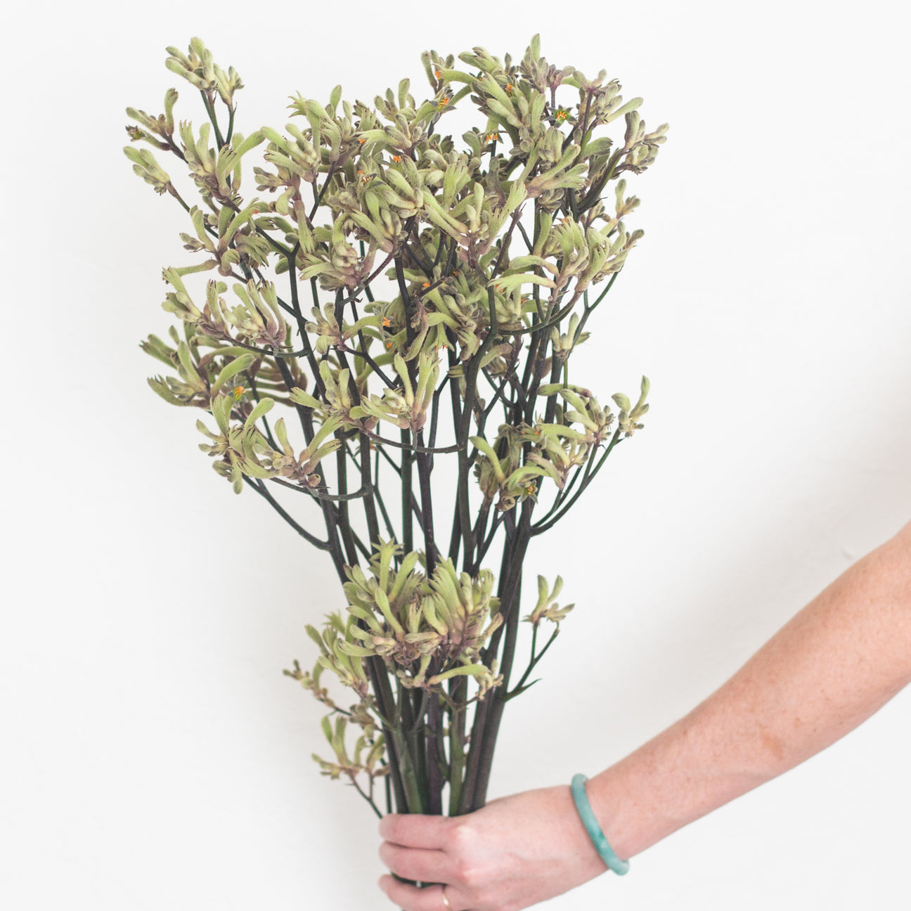 Kangaroo Paw Flower | DIY Wedding Flowers | Flower Moxie