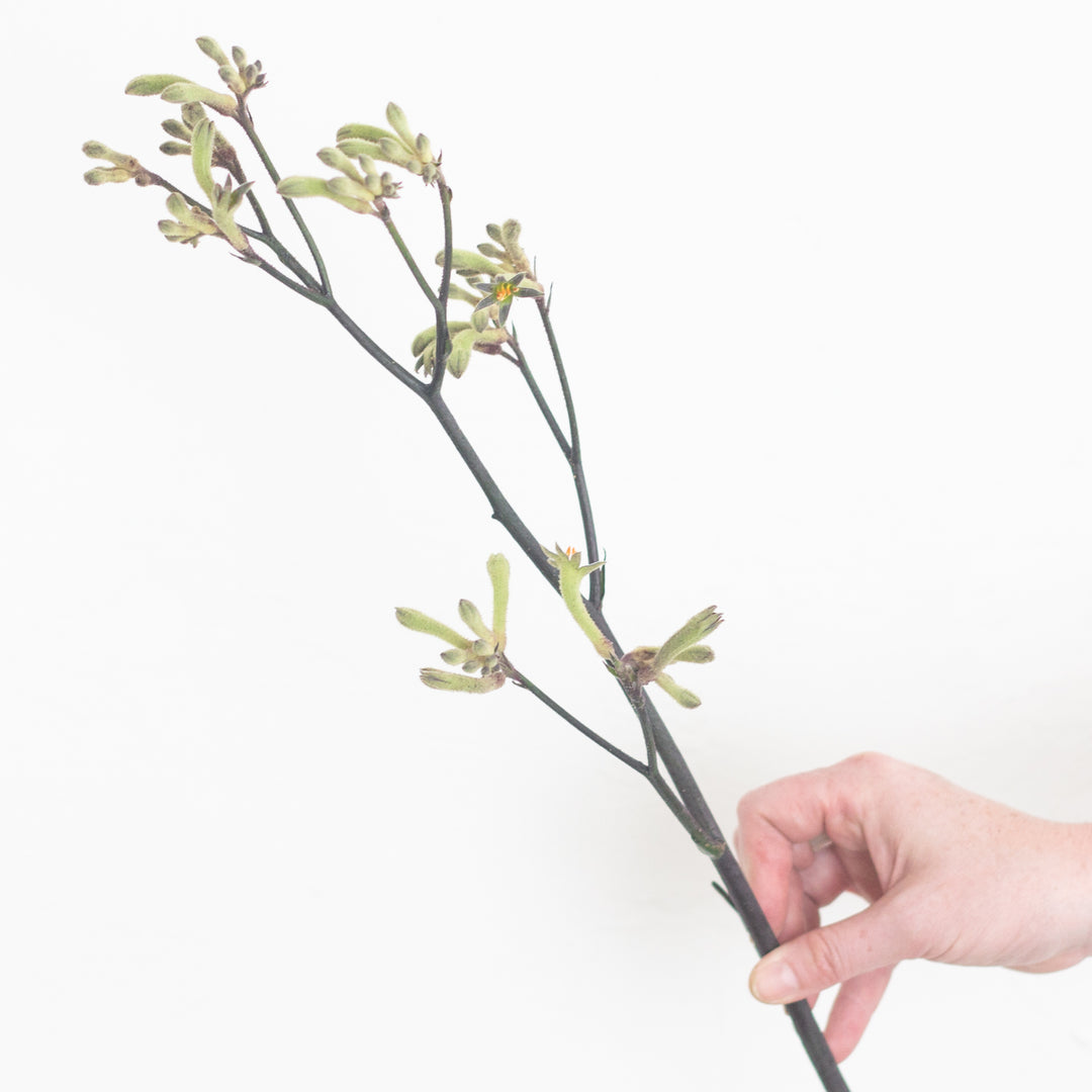 Kangaroo Paw Flower | DIY Wedding Flowers | Flower Moxie