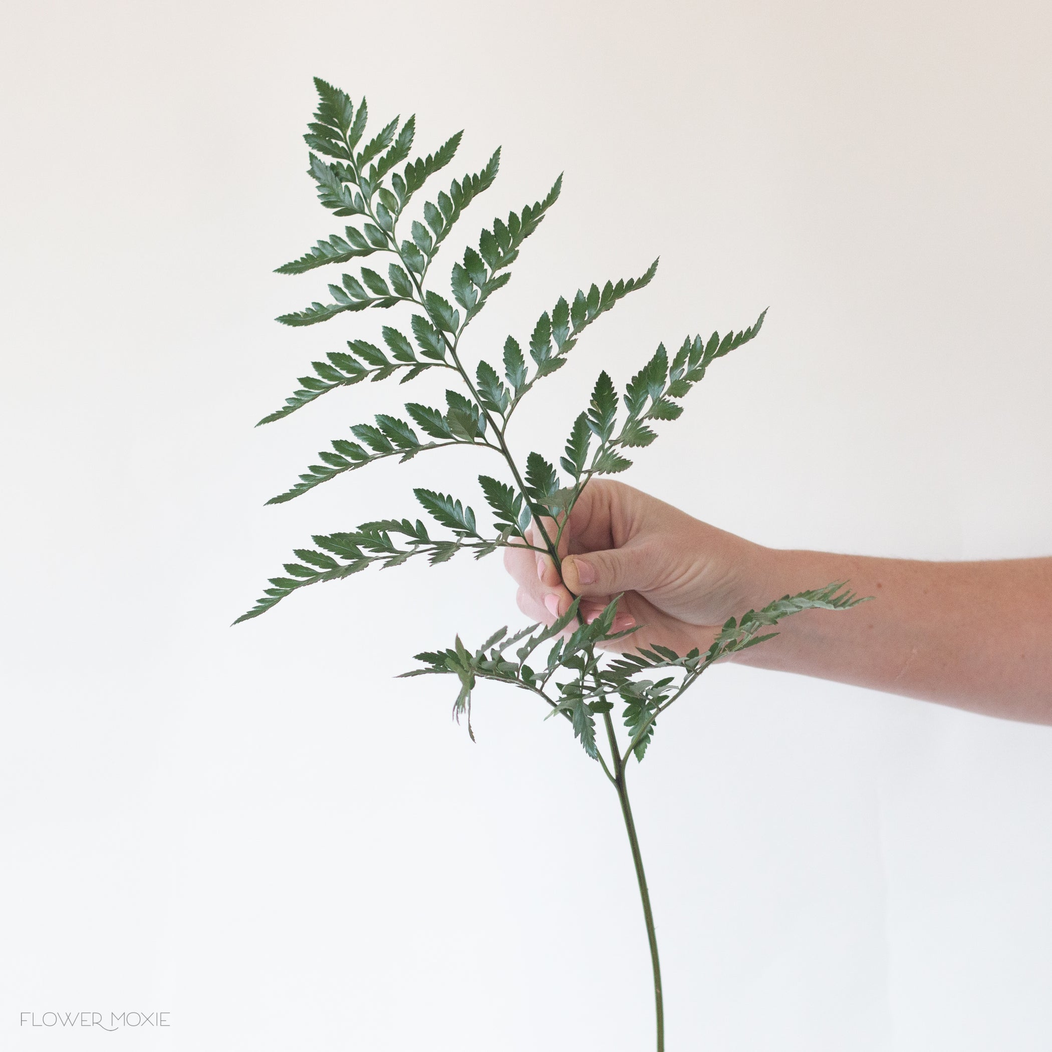 Leatherleaf Fern Greenery | DIY Wedding Flowers | Flower Moxie