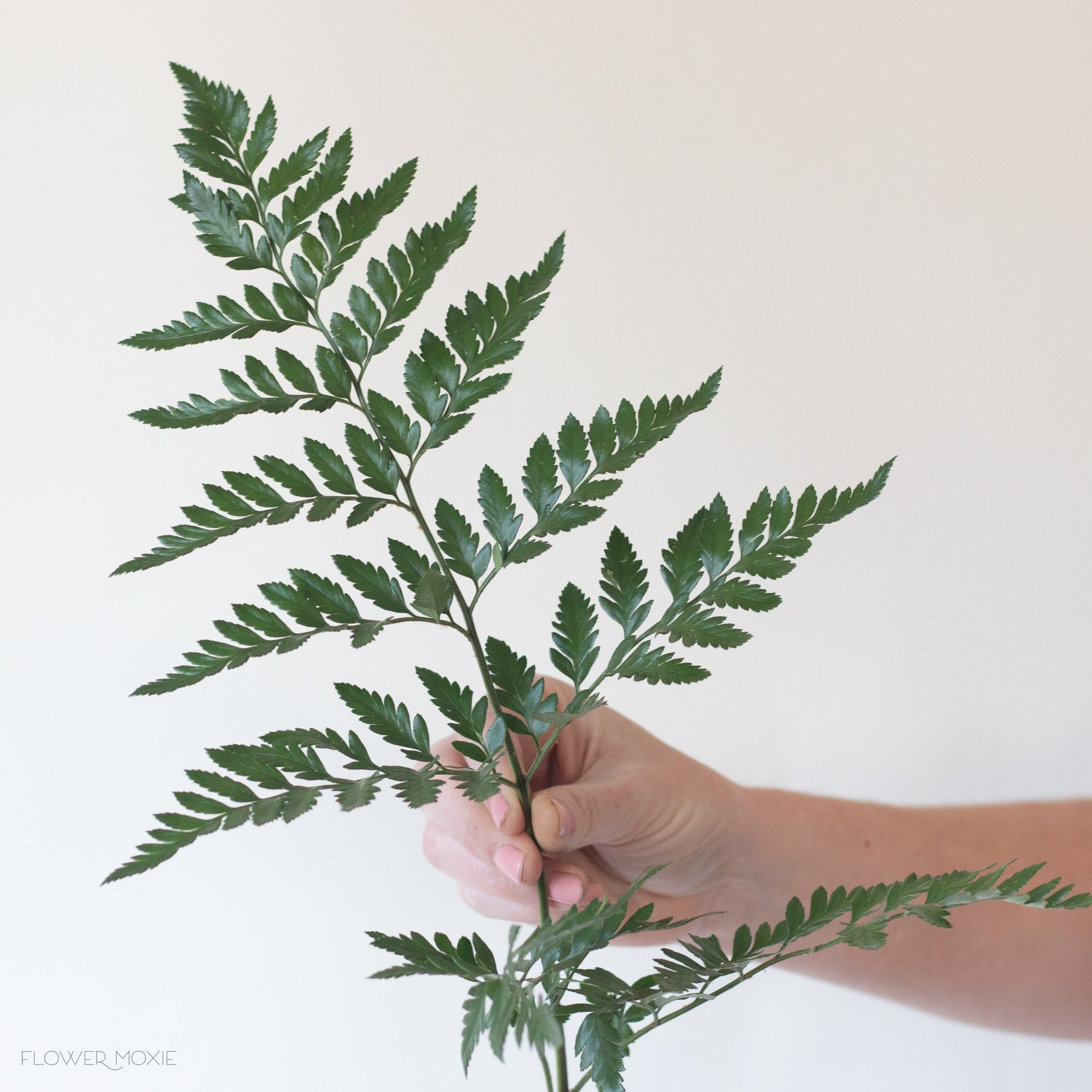 Leatherleaf Fern Greenery | DIY Wedding Flowers | Flower Moxie