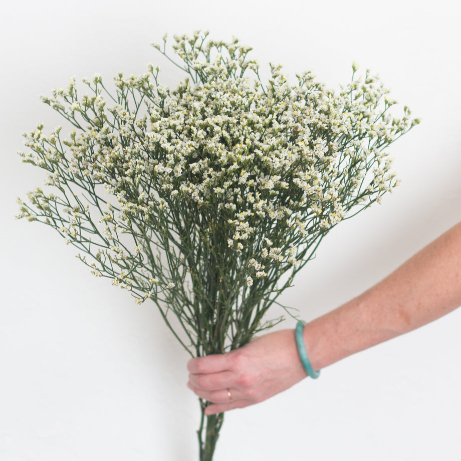 Limonium – Flower Moxie