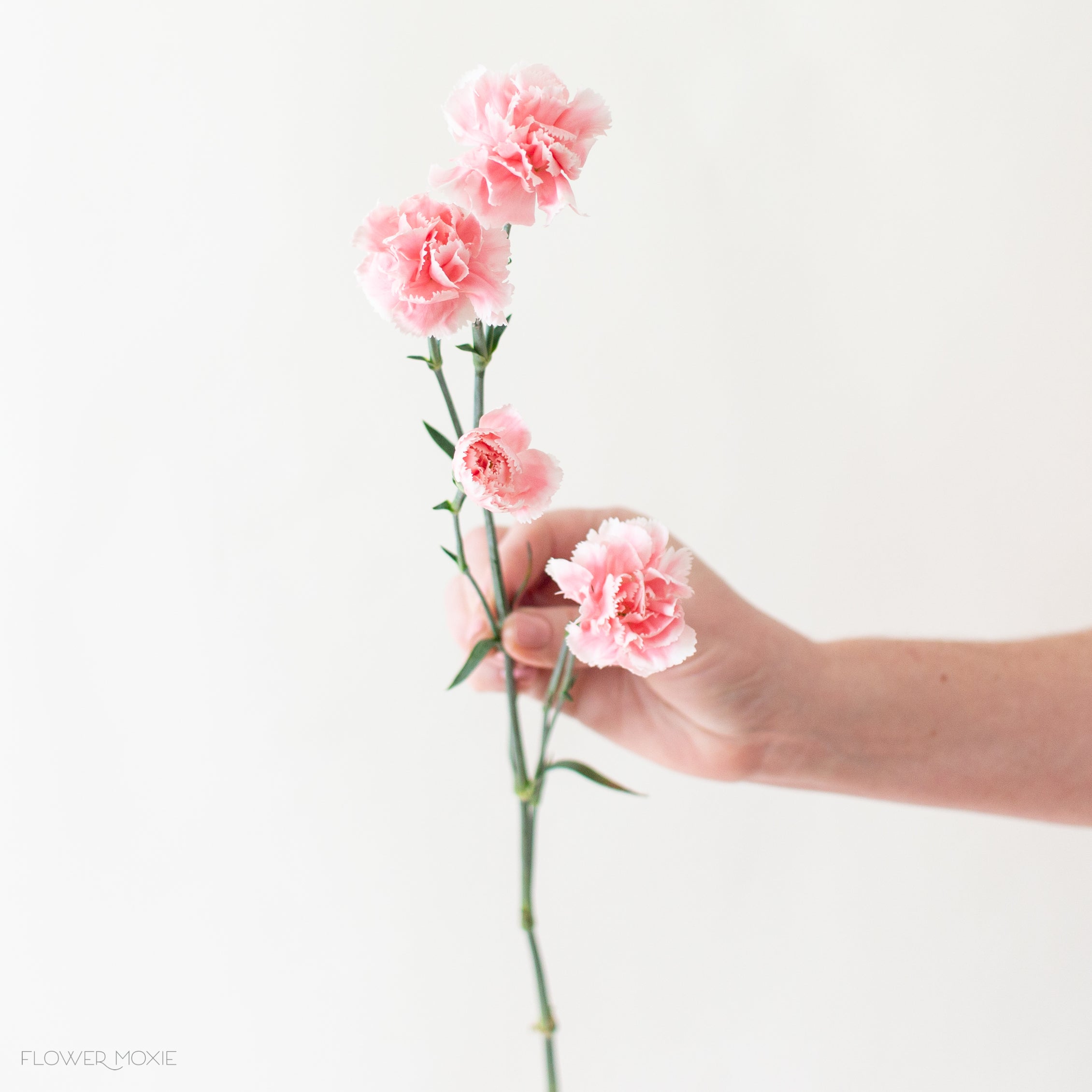 Light Pink Mini Carnations | DIY Wedding Flowers | Flower Moxie